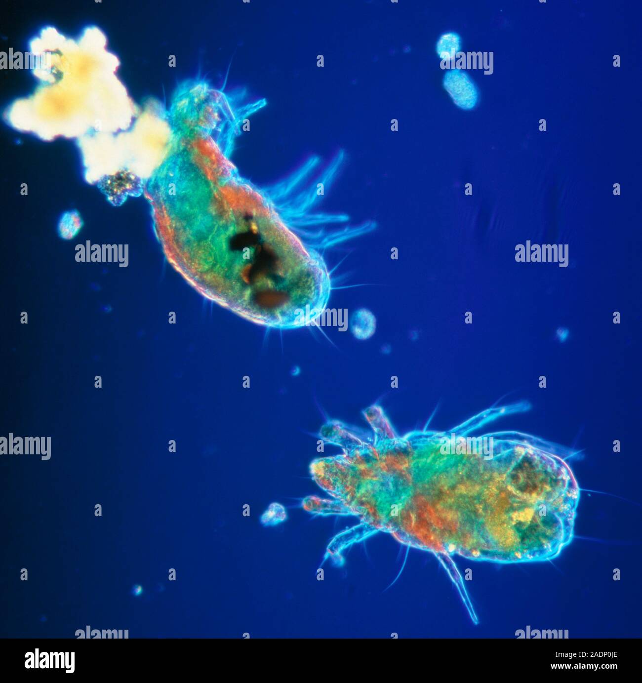 Dust mites. Light micrograph of two dust mites Dermatophagoides sp ...