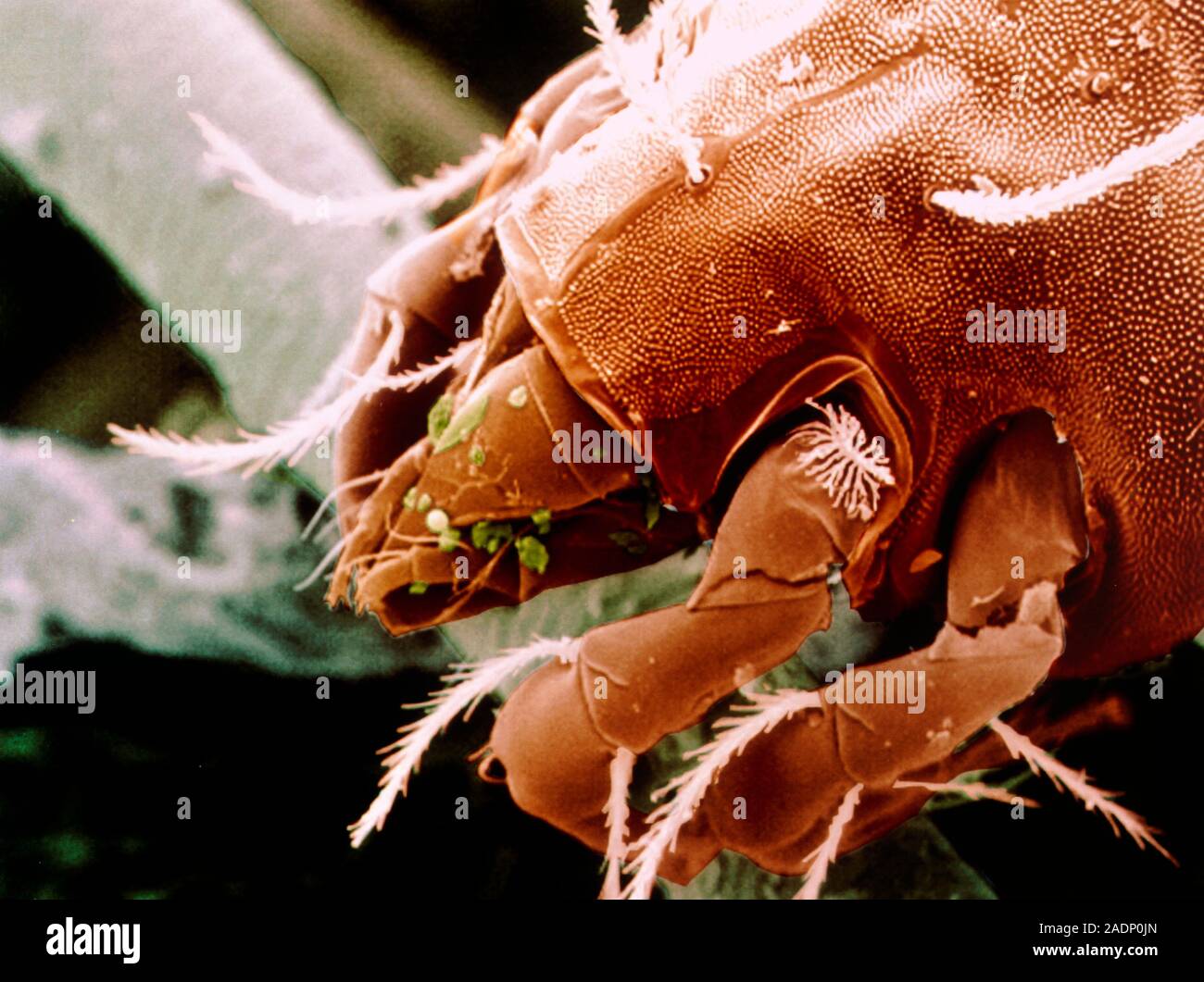 Dust mite. Coloured scanning electron micrograph (SEM) of a dust mite ...