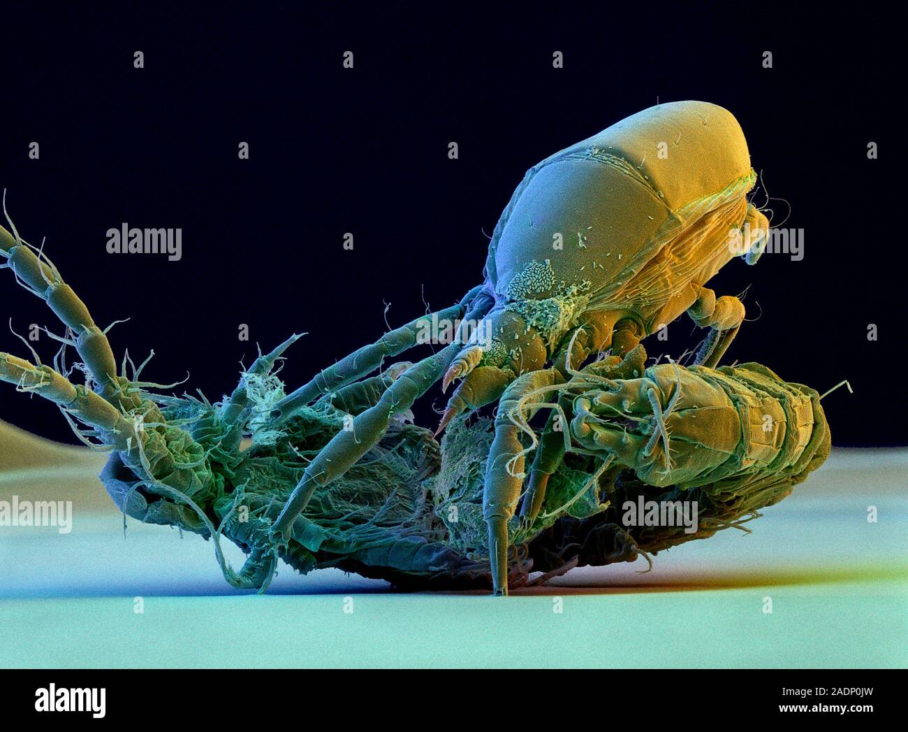 Marine mite feeding. A marine mite (top), family Halacaridae, feeding ...