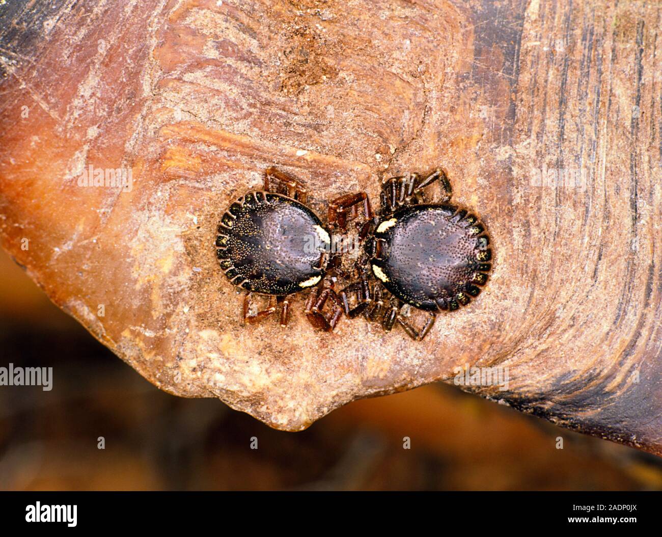 Ticks. Close-up of two ticks (family Ixodidae) hitching a ride on the ...