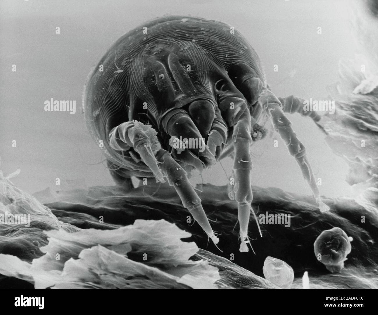 Dust mite. Scanning electron micrograph of a dust mite ...
