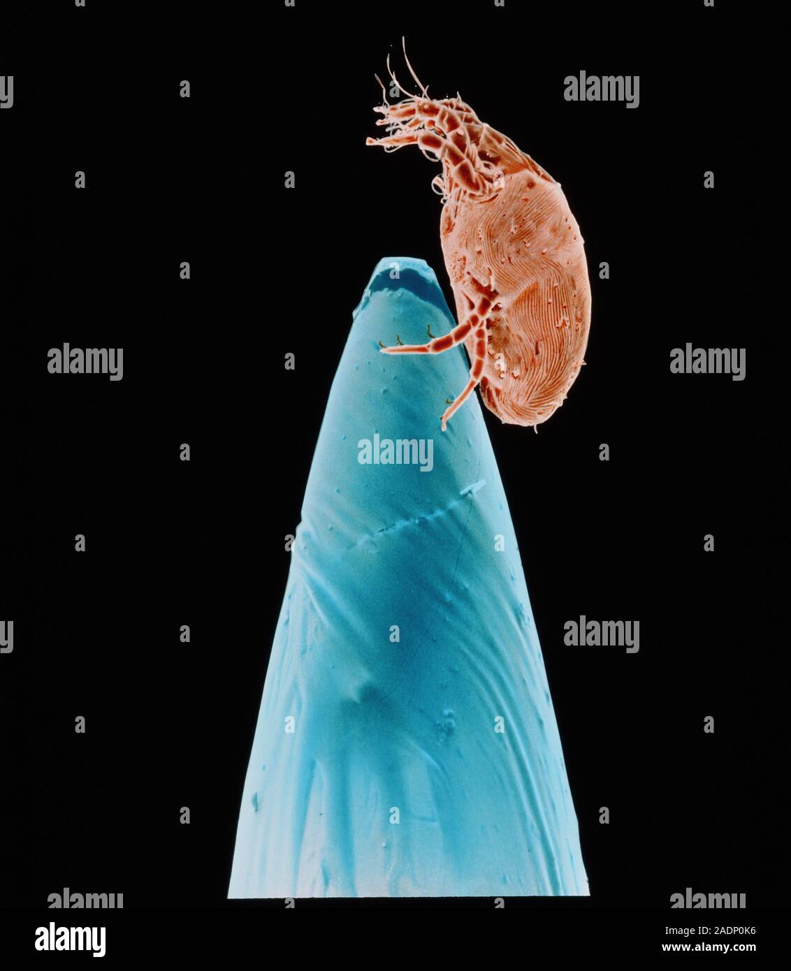 Dust mite. Coloured scanning electron micrograph of a dust mite ...