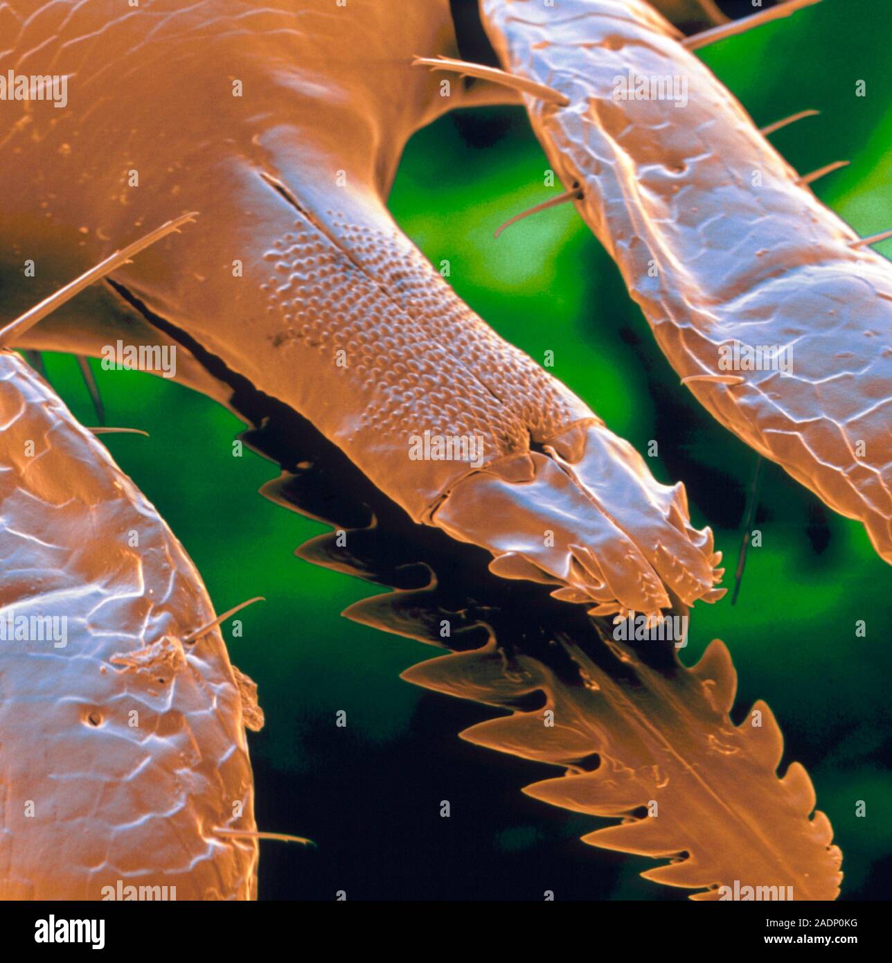 Tick mouthparts. Coloured Scanning Electron Micrograph (SEM) showing ...
