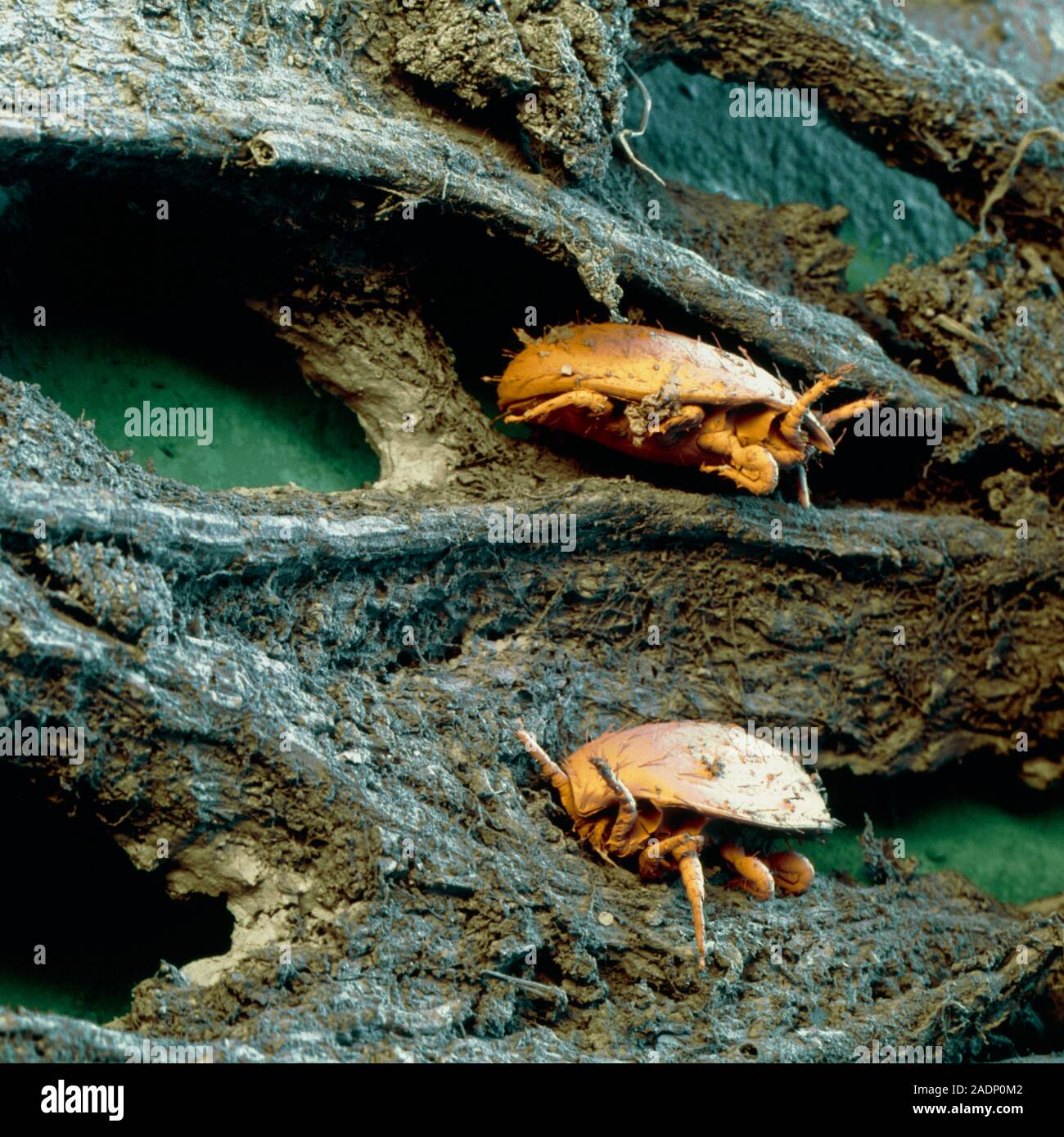 Compost heap mites. Coloured scanning electron micrograph of two turtle ...