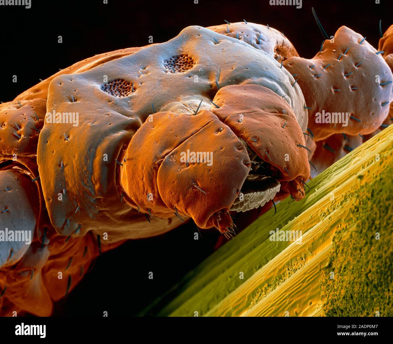 Dog tick. Coloured scanning electron micrograph (SEM) of the head of a ...