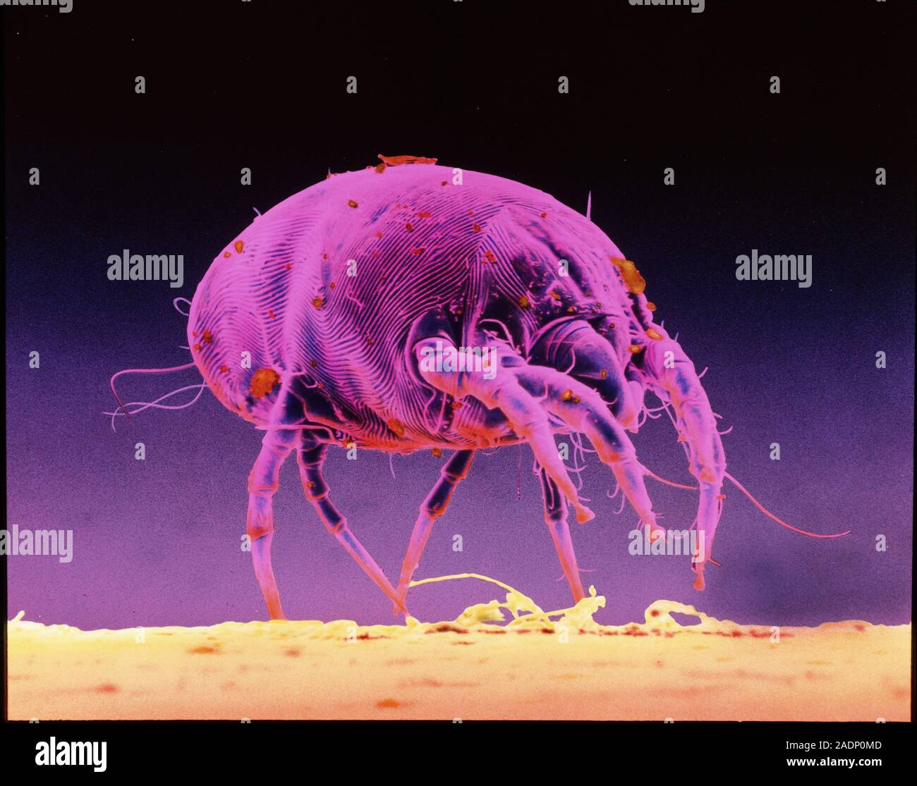 Dust mite. Coloured scanning electron micrograph of a dust mite ...