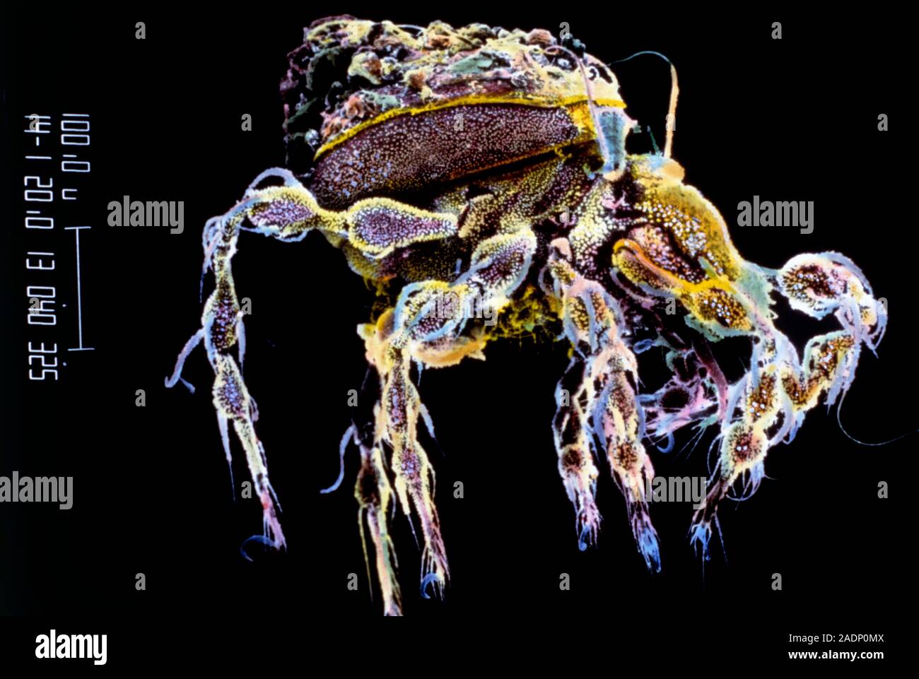 Soil mite. Coloured scanning electron micrograph (SEM) of a soil mite ...