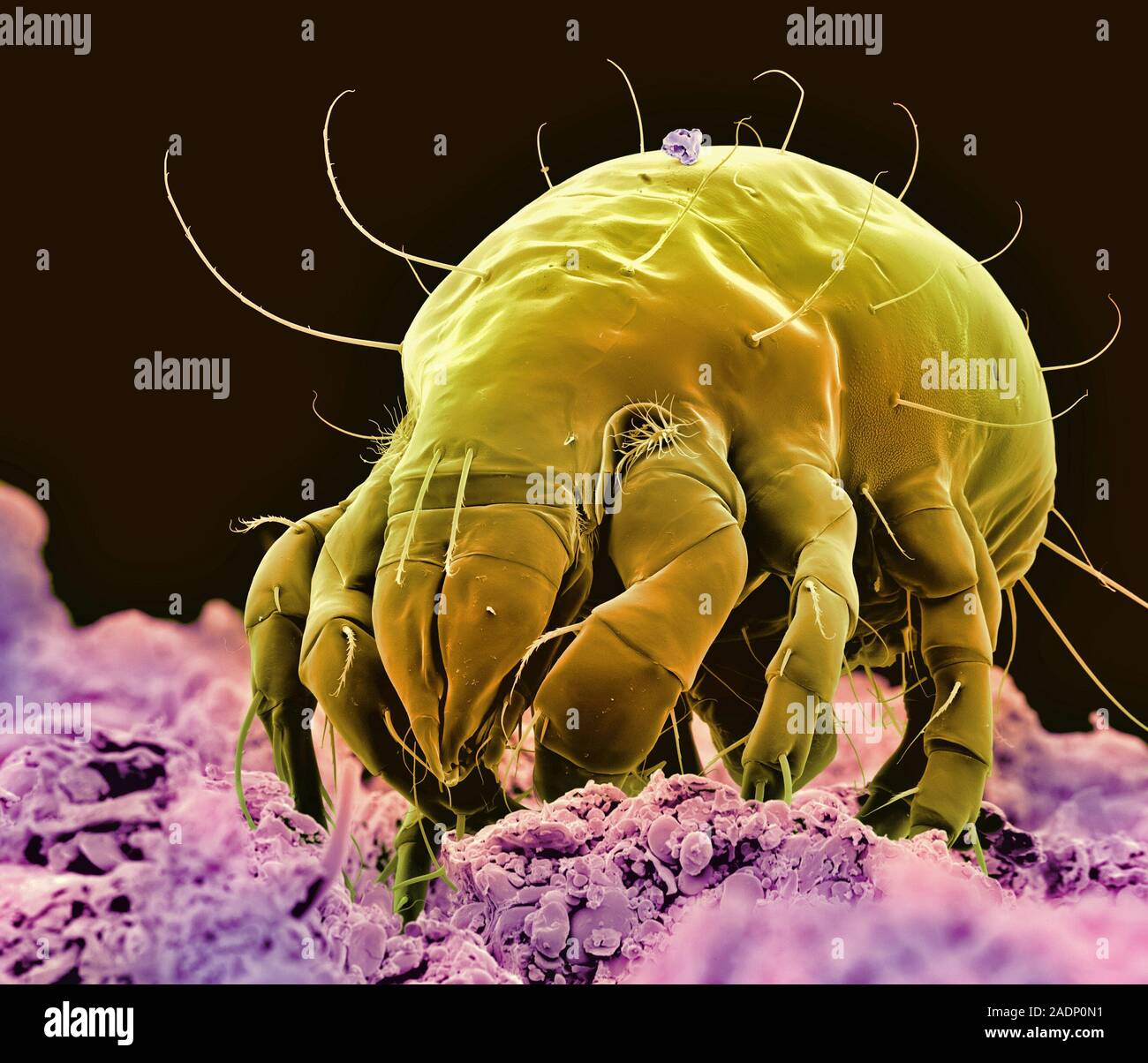 Meal mite. Coloured scanning electron micrograph (SEM) of a meal (or ...