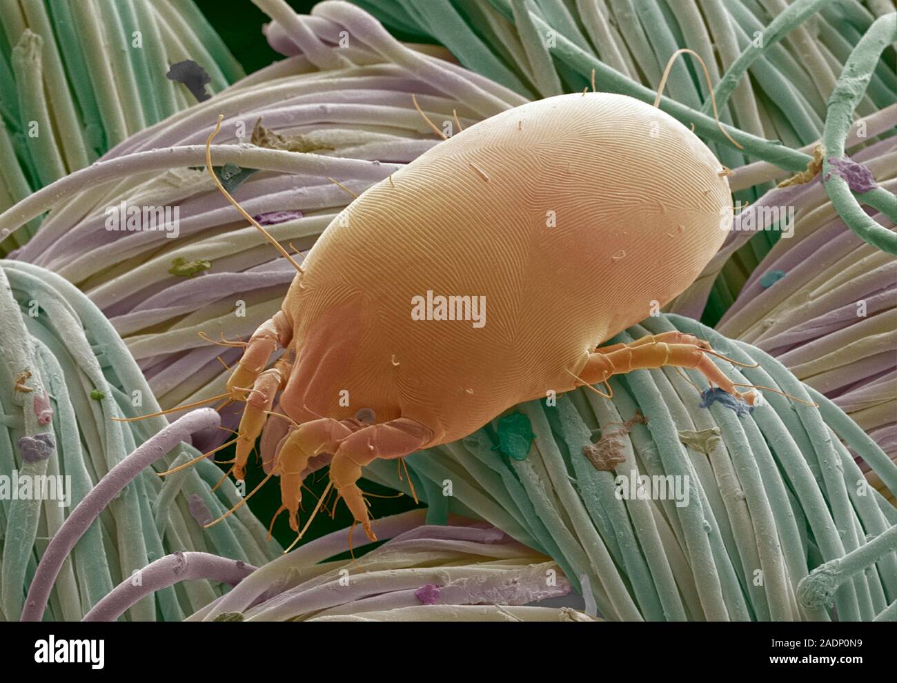 Dust mite. Coloured scanning electron micrograph (SEM) of the house ...