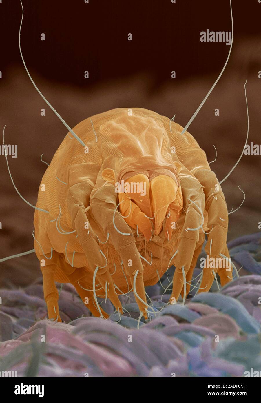 Dust mite. Coloured scanning electron micrograph (SEM) of a dust mite ...