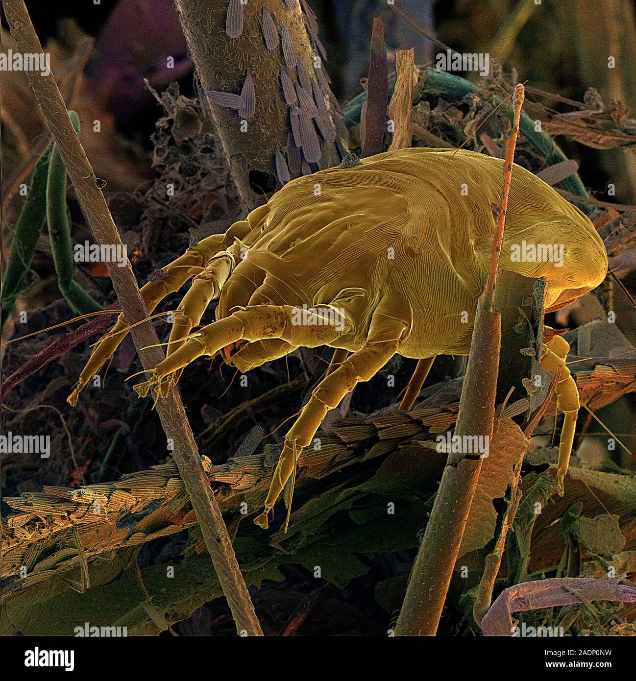 Dust mite. Coloured scanning electron micrograph (SEM) of a dust mite ...