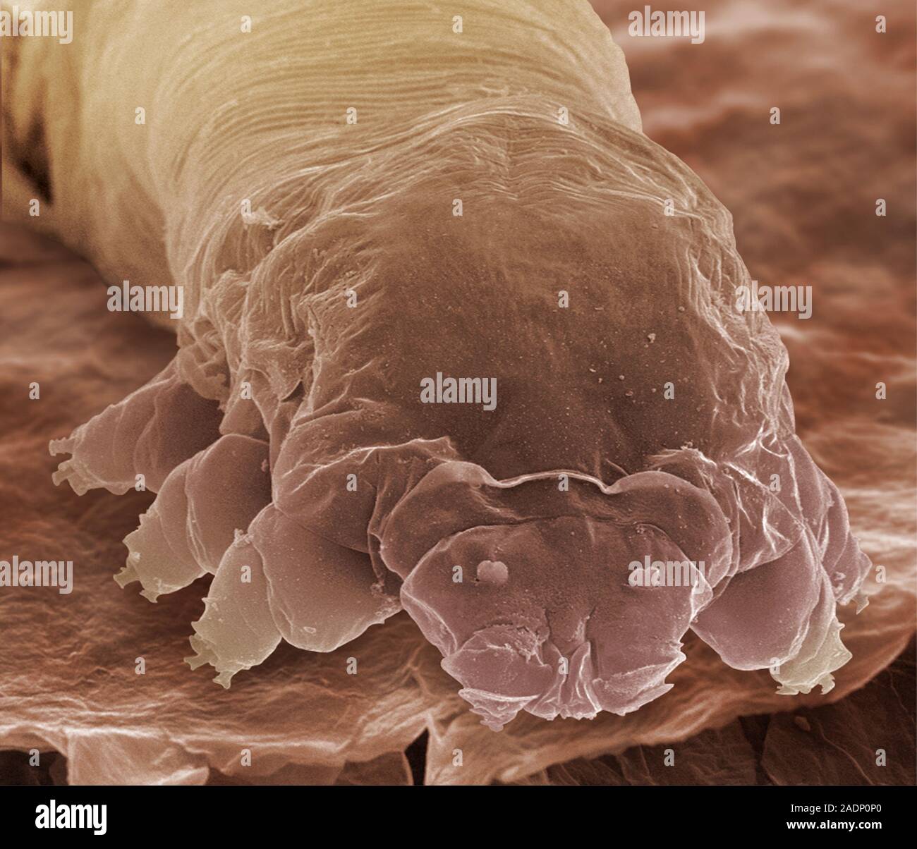 Eyelash mite nymph. Coloured scanning electron micrograph (SEM) of an ...