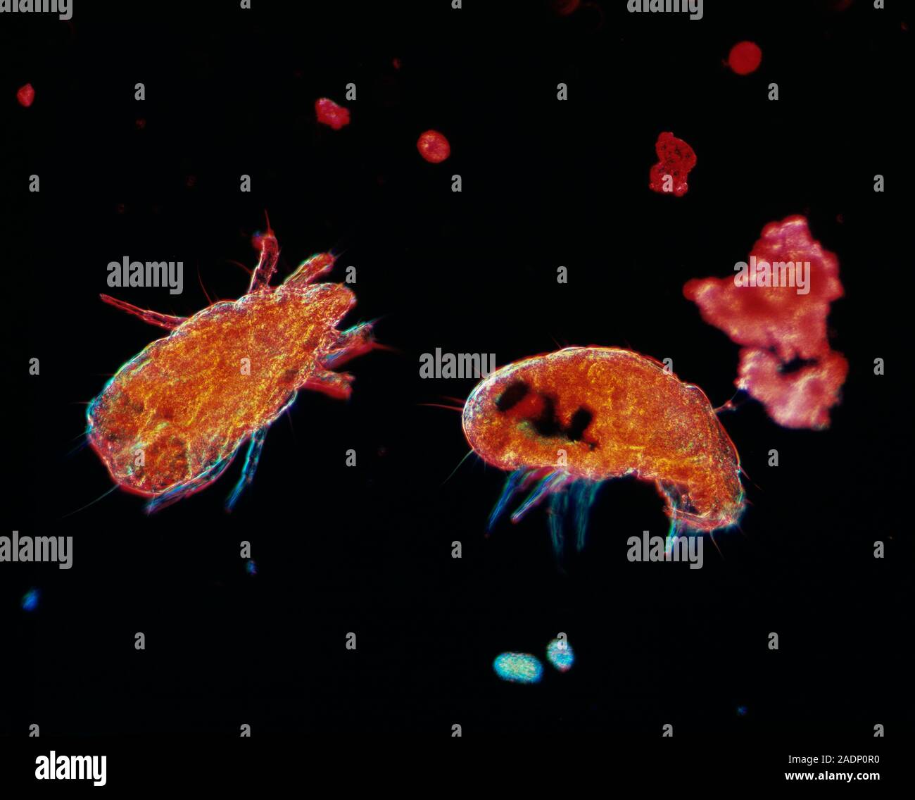 Mites. Light micrograph of two Tyrolichus sp. mites. These mites can ...