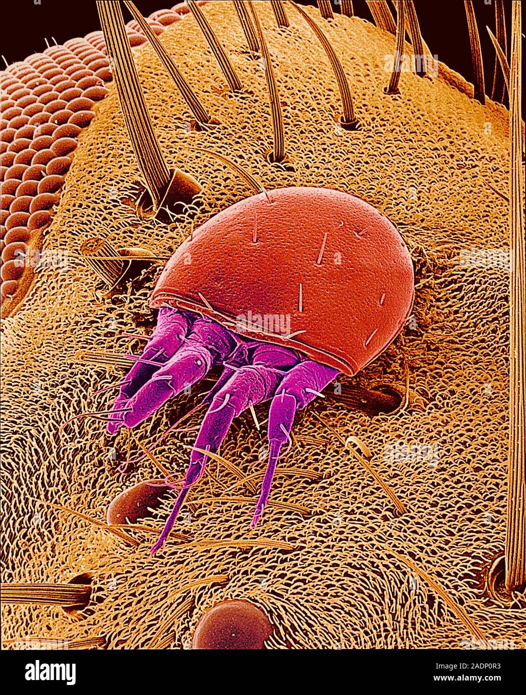 Mite. Coloured scanning electron micrograph (SEM) of an unidentified ...