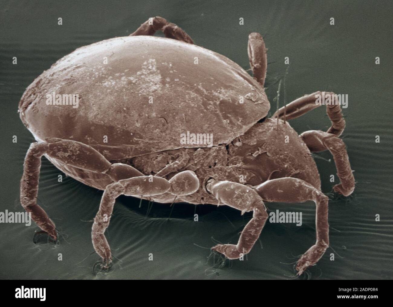 Antarctic mite (Alaskozetes antarcticus), coloured scanning electron ...