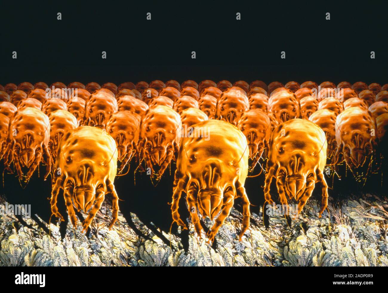 Dust mites. Composite coloured scanning electron micrograph (SEM) of an ...