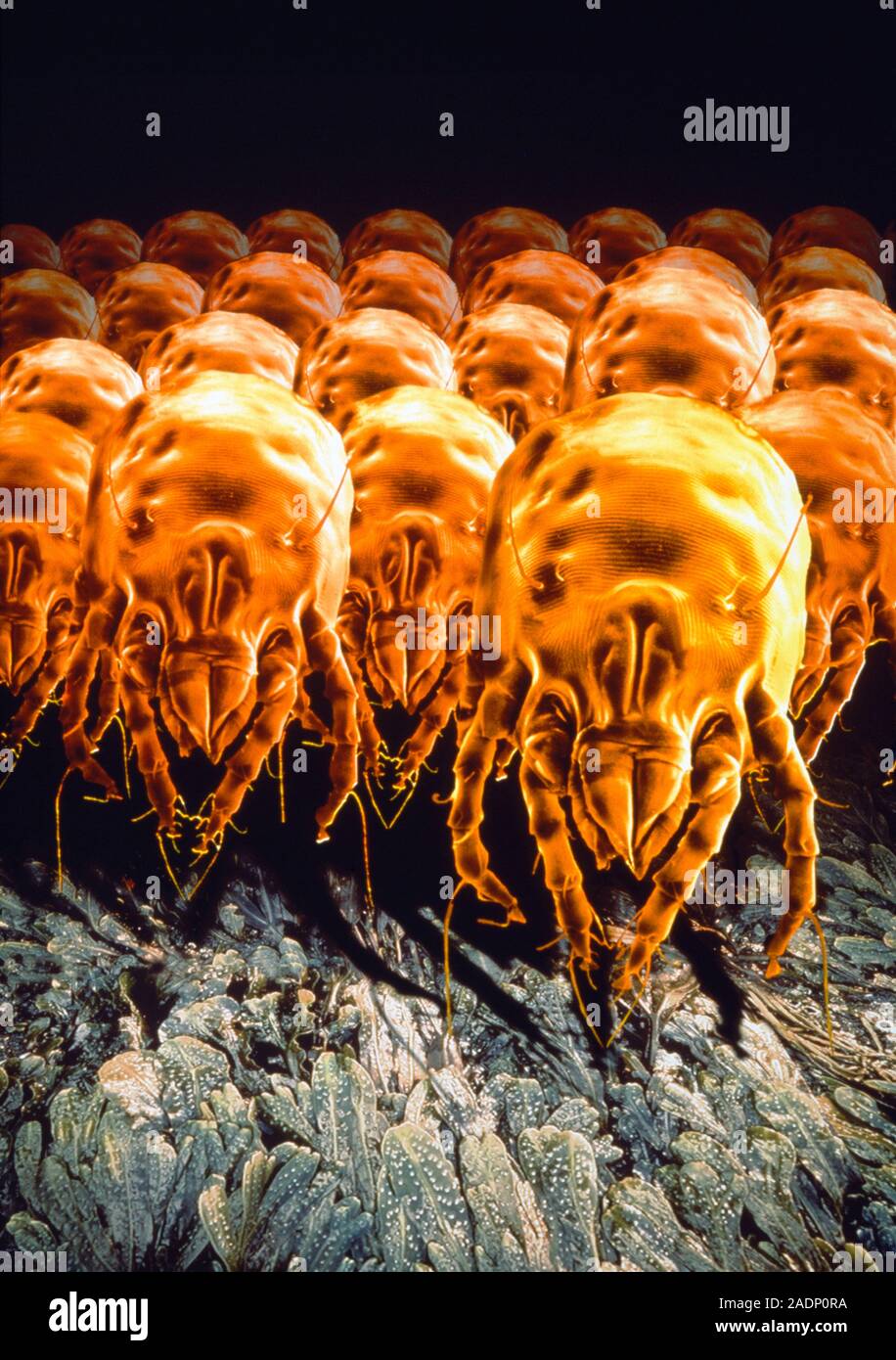 Dust mites. Composite coloured scanning electron micrograph (SEM) of an ...