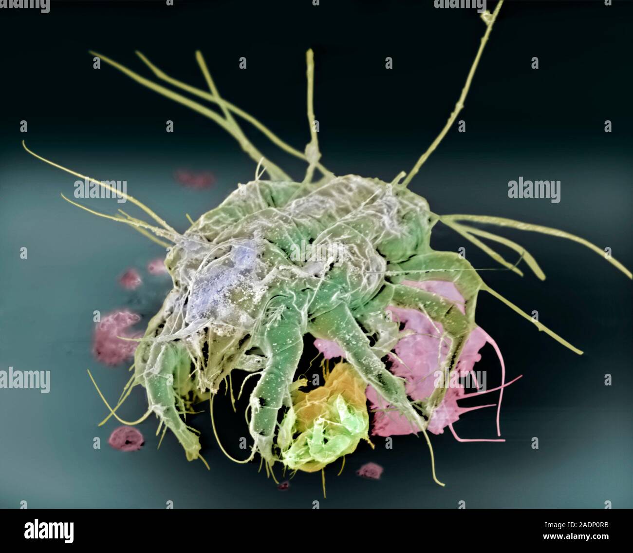 Dust mites. Coloured scanning electron micrograph (SEM) of two dust ...