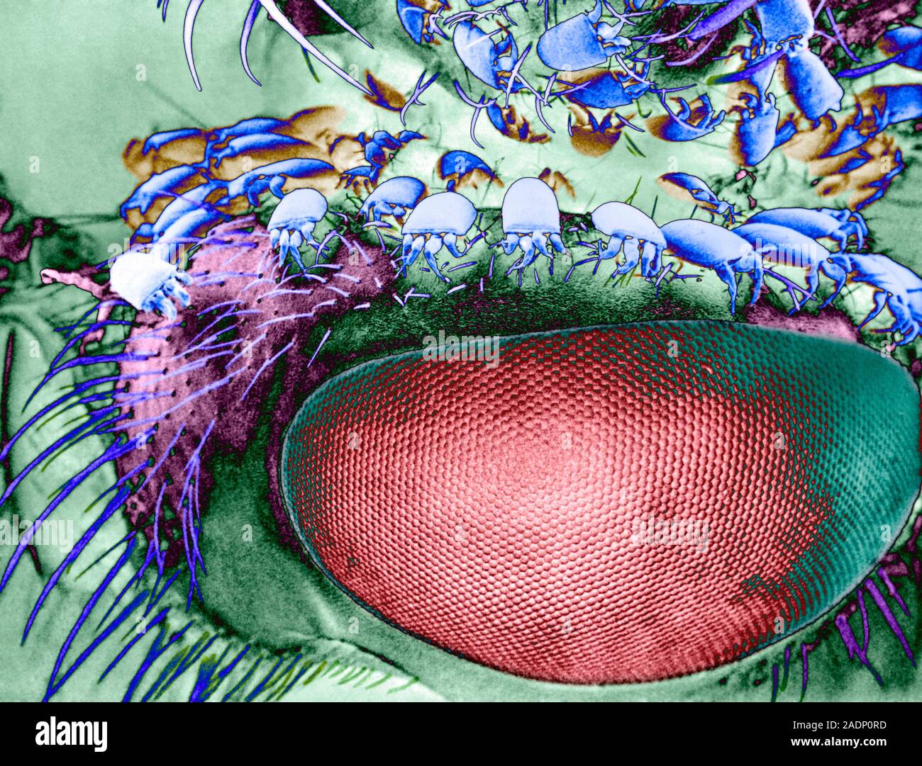 Mites on a honeybee. Coloured scanning electron micrograph (SEM) of ...