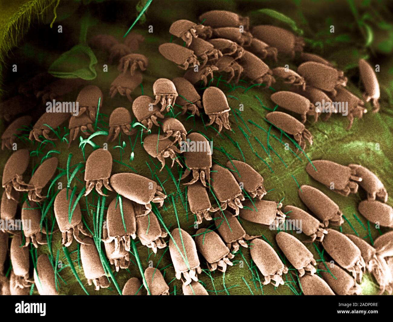 Bee mites. Coloured scanning electron micrograph (SEM) of bee mites on ...