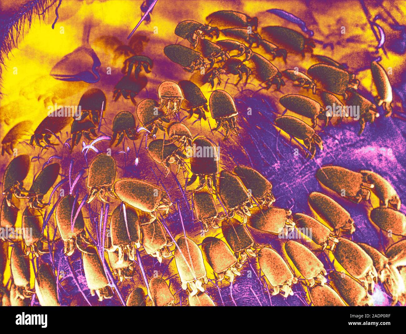 Mites on a honeybee. Coloured scanning electron micrograph (SEM) of ...