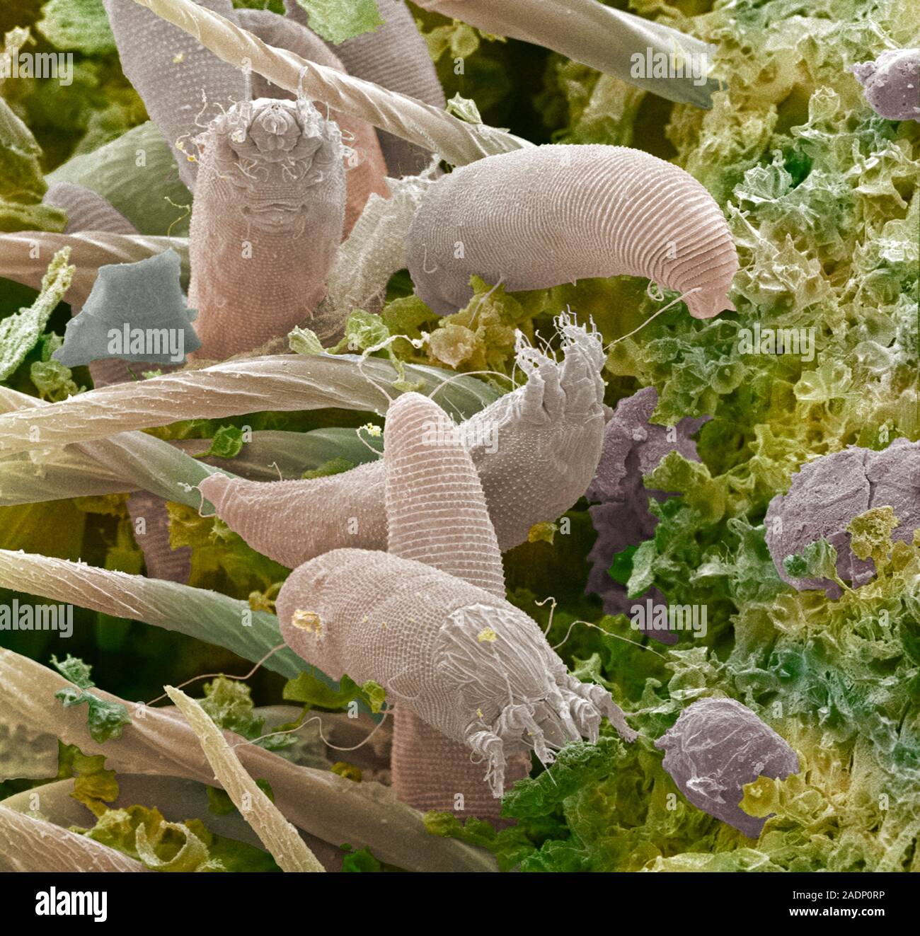 Gall mites. Coloured scanning electron micrograph (SEM) of several gall ...