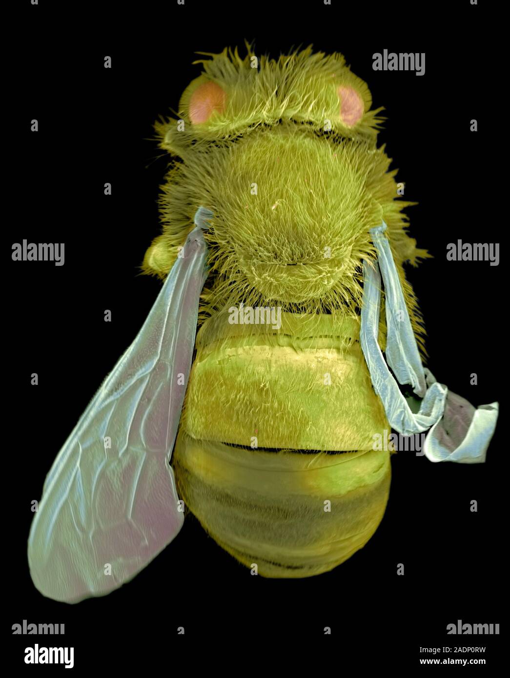 Diseased Bee Coloured Scanning Electron Micrograph Sem Of A Honeybee Apis Mellifera