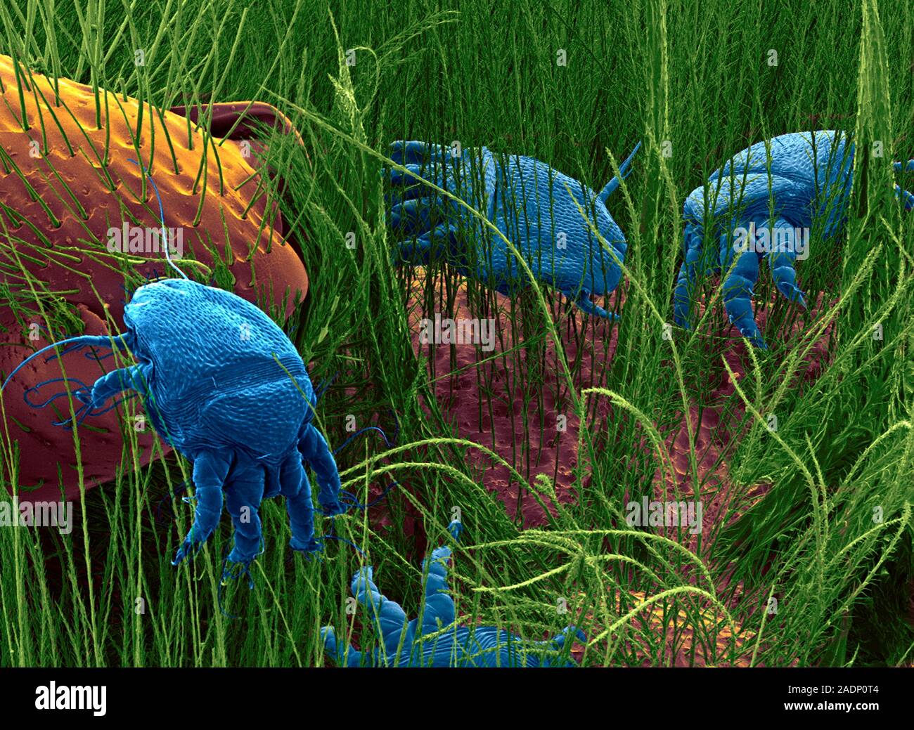 Bee mites. Coloured scanning electron micrograph (SEM) of bee mites on ...