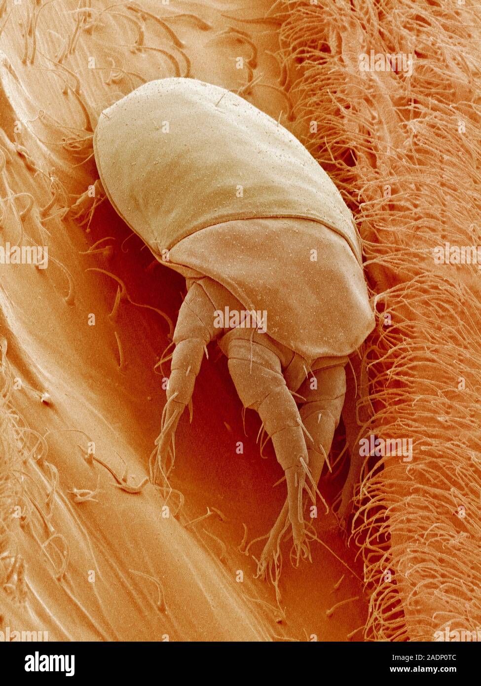 Mite on a fly. Coloured scanning electron micrograph (SEM) of a mite ...
