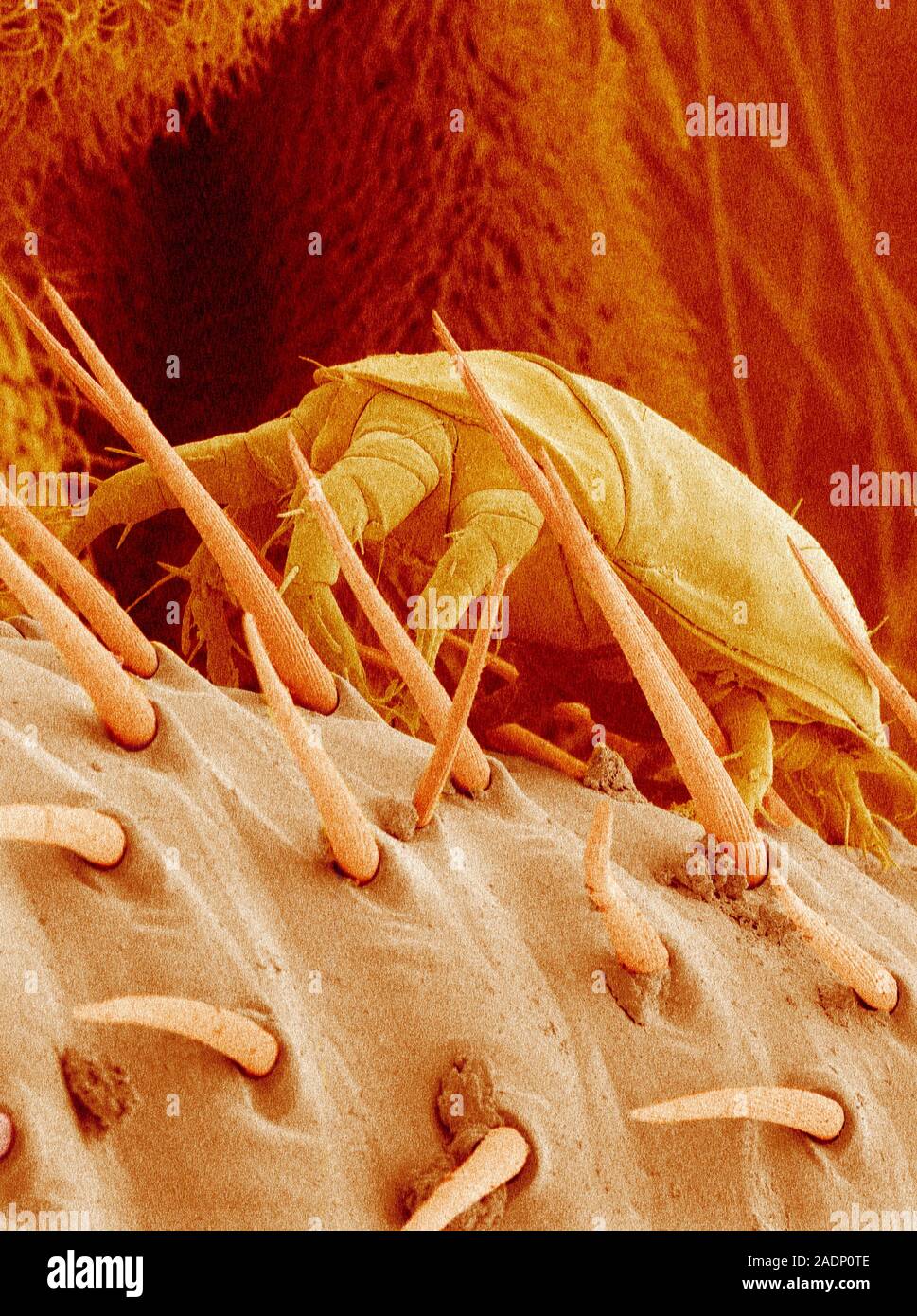 Mite on a fly. Coloured scanning electron micrograph (SEM) of a mite ...