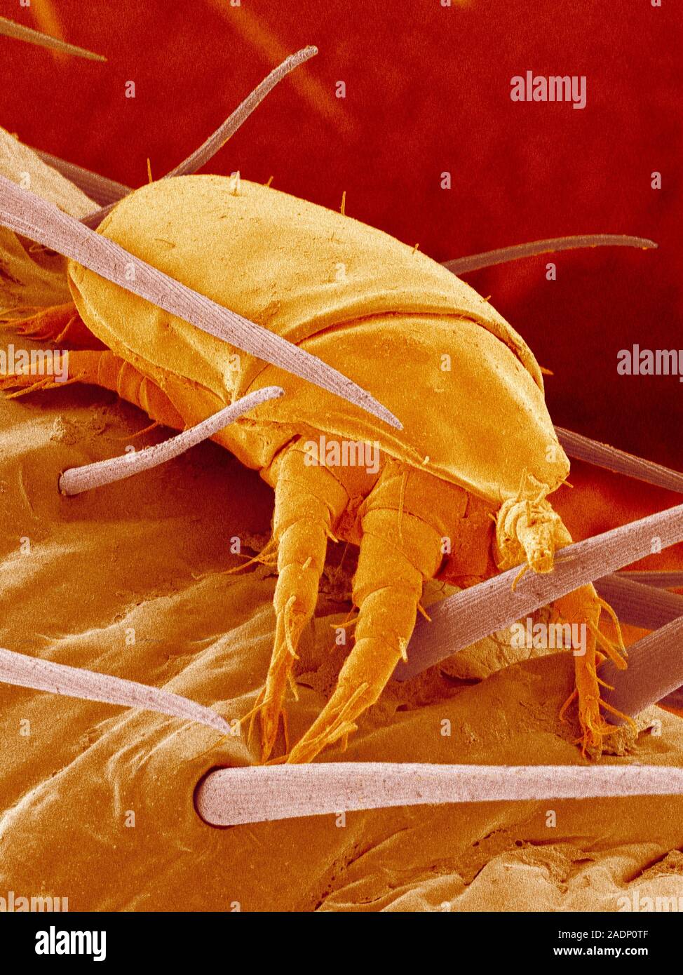 Mite on a fly. Coloured scanning electron micrograph (SEM) of a mite ...