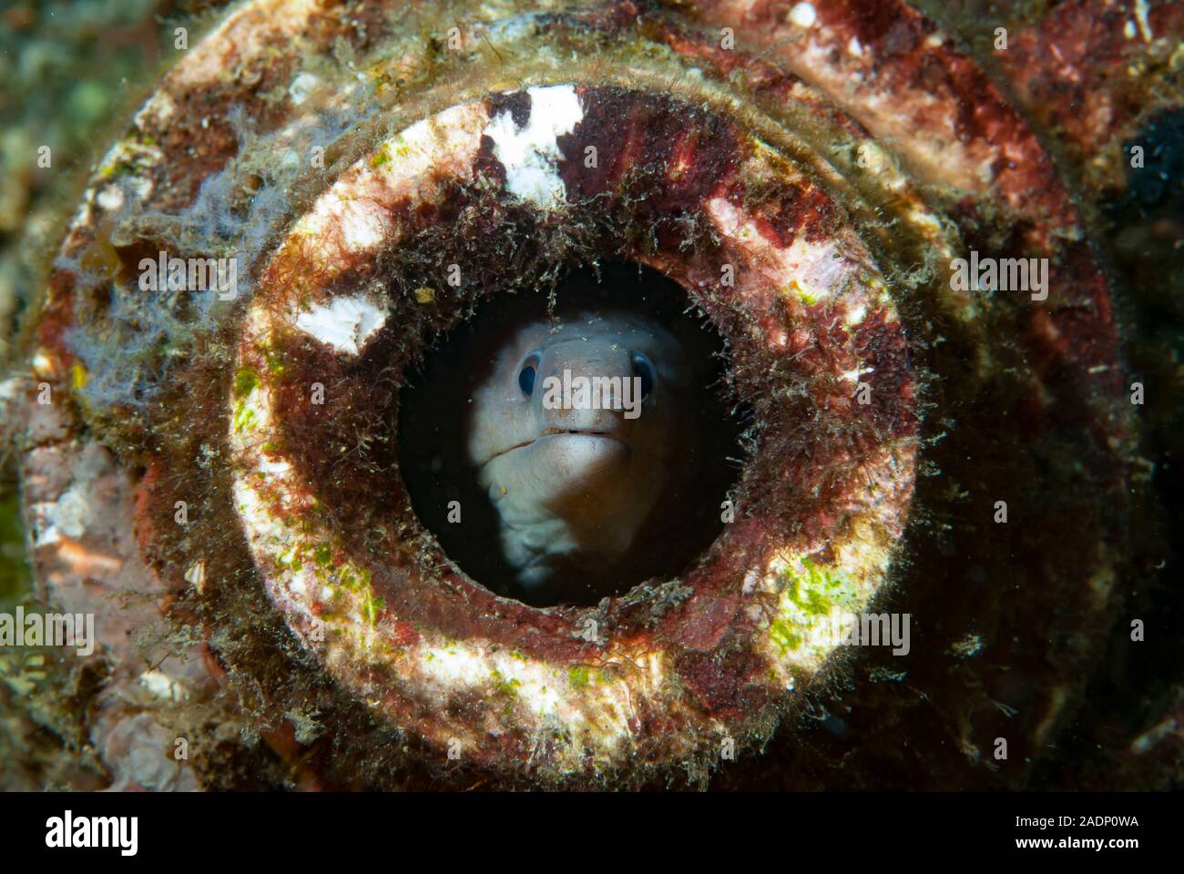 Giant Moray Gymnothorax javanicus Stock Photo - Alamy