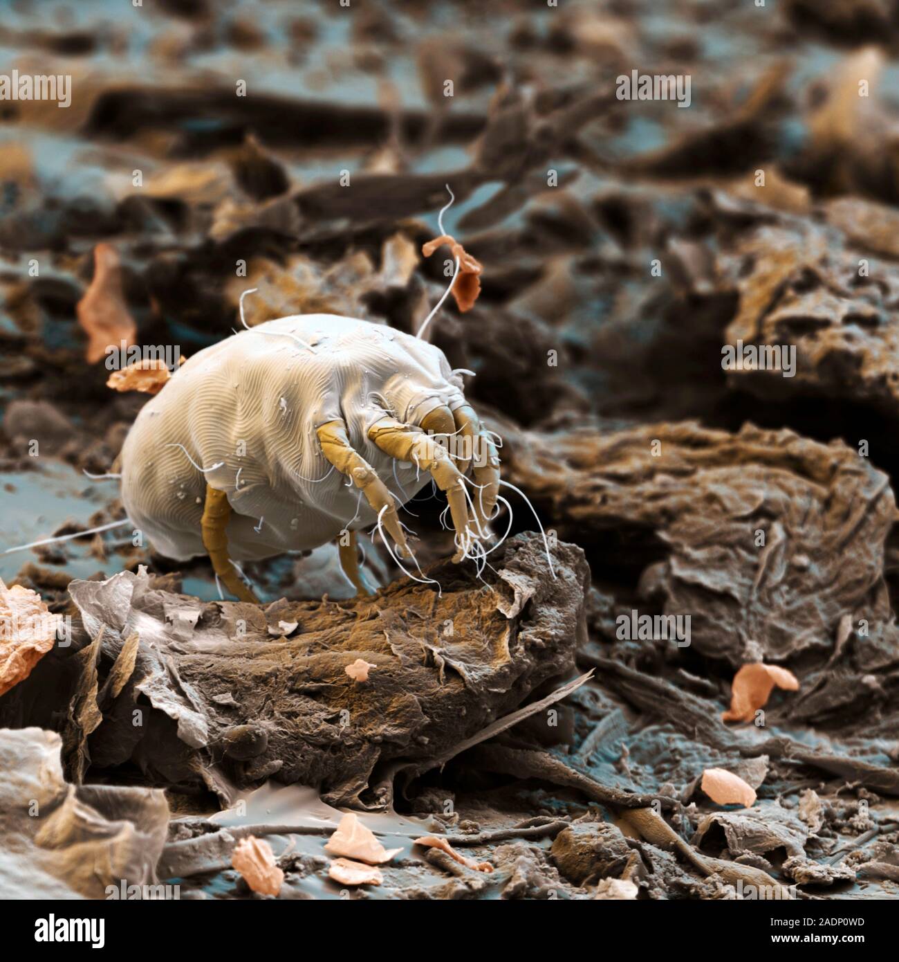Dust mite. Coloured scanning electron micrograph (SEM) of a house dust ...