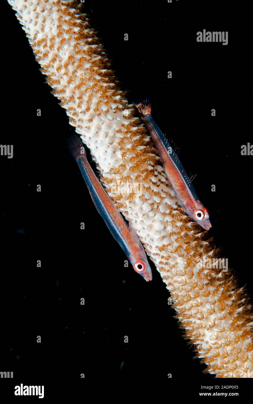 Sea whip gobies hi-res stock photography and images - Alamy