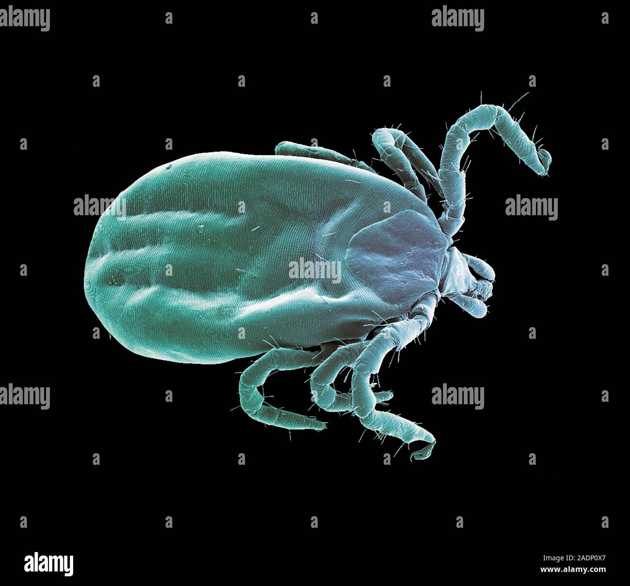 Bat tick. Coloured scanning electron micrograph (SEM) of a South ... Bat tick. Coloured scanning electron micrograph (SEM) of a South ...