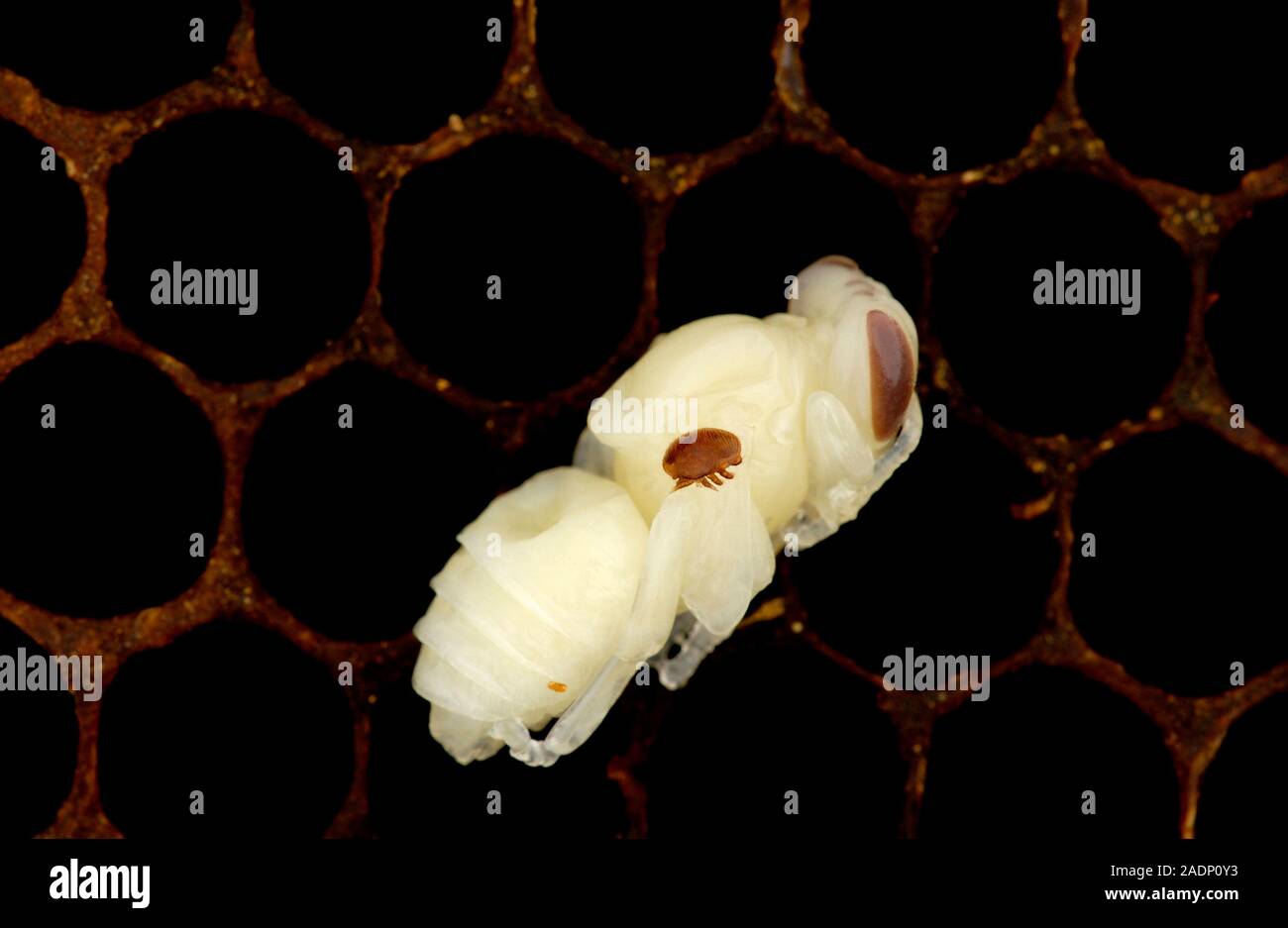 Parasitised honeybee pupa. Varroa mites (Varroa destructor) on a ...