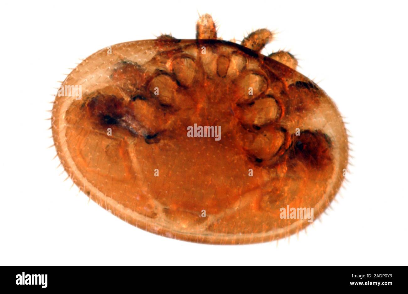 Varroa mite (Varroa destructor). This parasitic mite feeds on honeybee ...