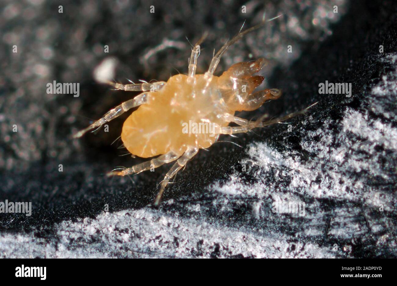 Predatory mite (Cheyletus eruditus). This mite preys on pest mites ...
