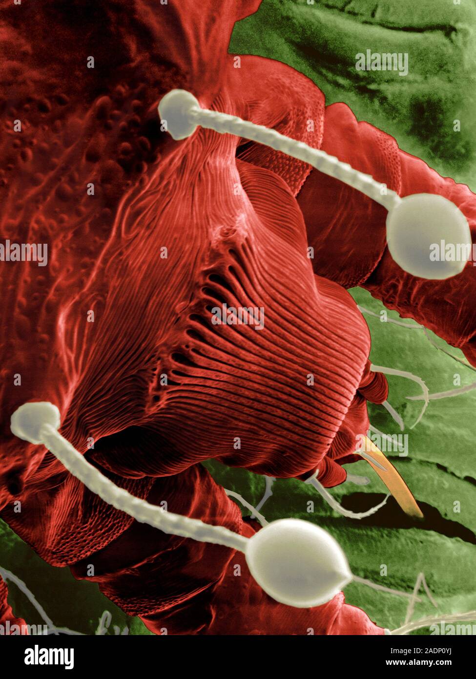 Red palm mite (Raoiella indica) feeding on a palm leaf, coloured ...