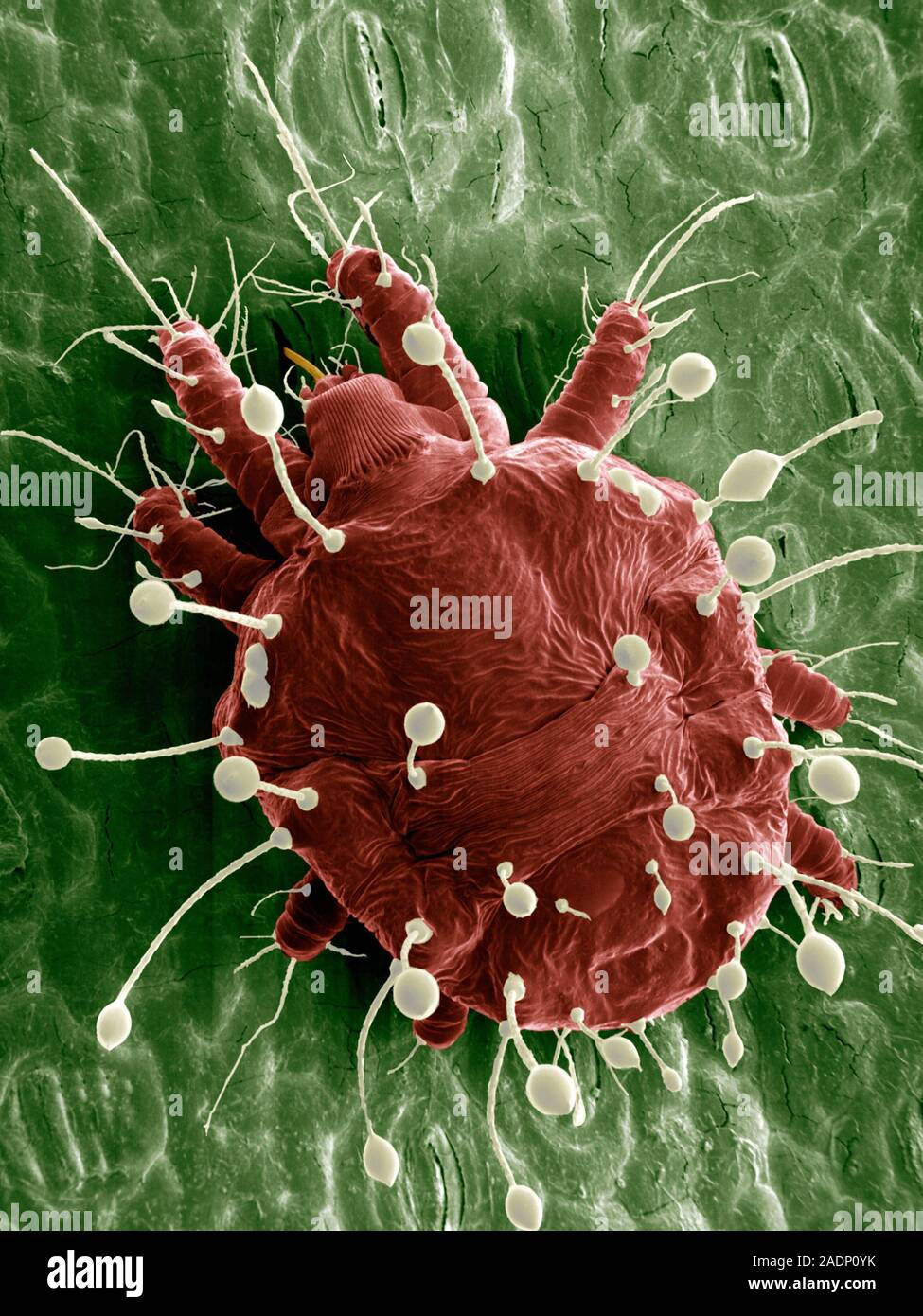 Red palm mite (Raoiella indica) on a palm leaf, coloured scanning ...