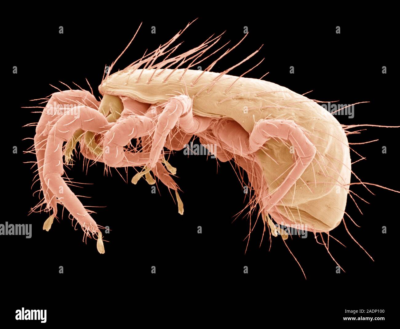 Mite. Coloured scanning electron micrograph of a mite (Psoroptes sp ...