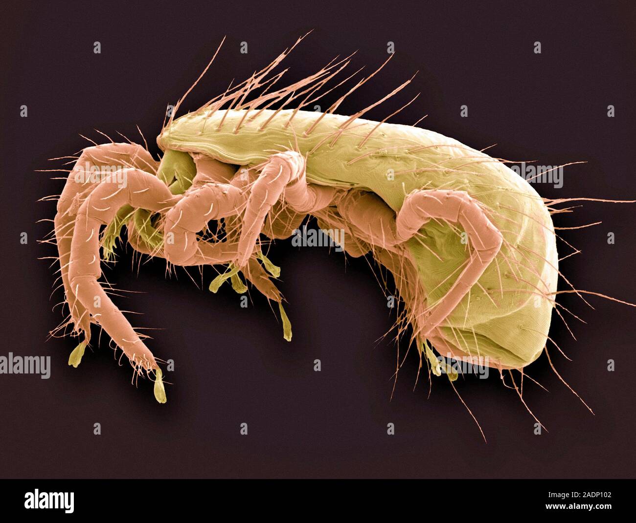 Mite. Coloured scanning electron micrograph of a mite (Psoroptes sp ...