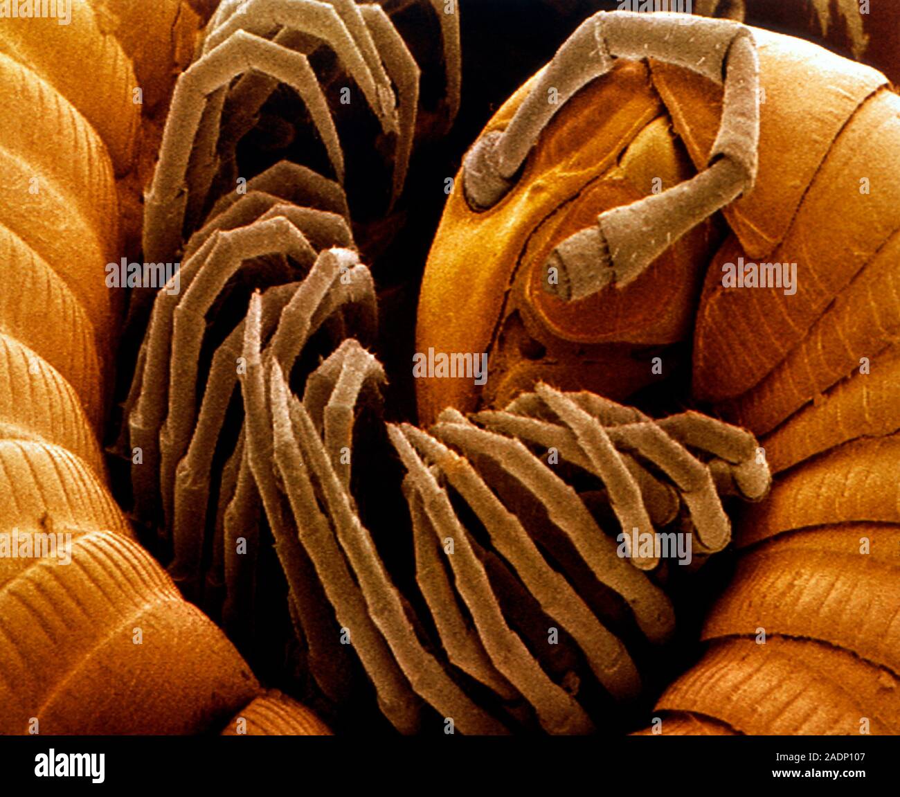 Coiled millipede. Coloured scanning electron micrograph of a coiled ...