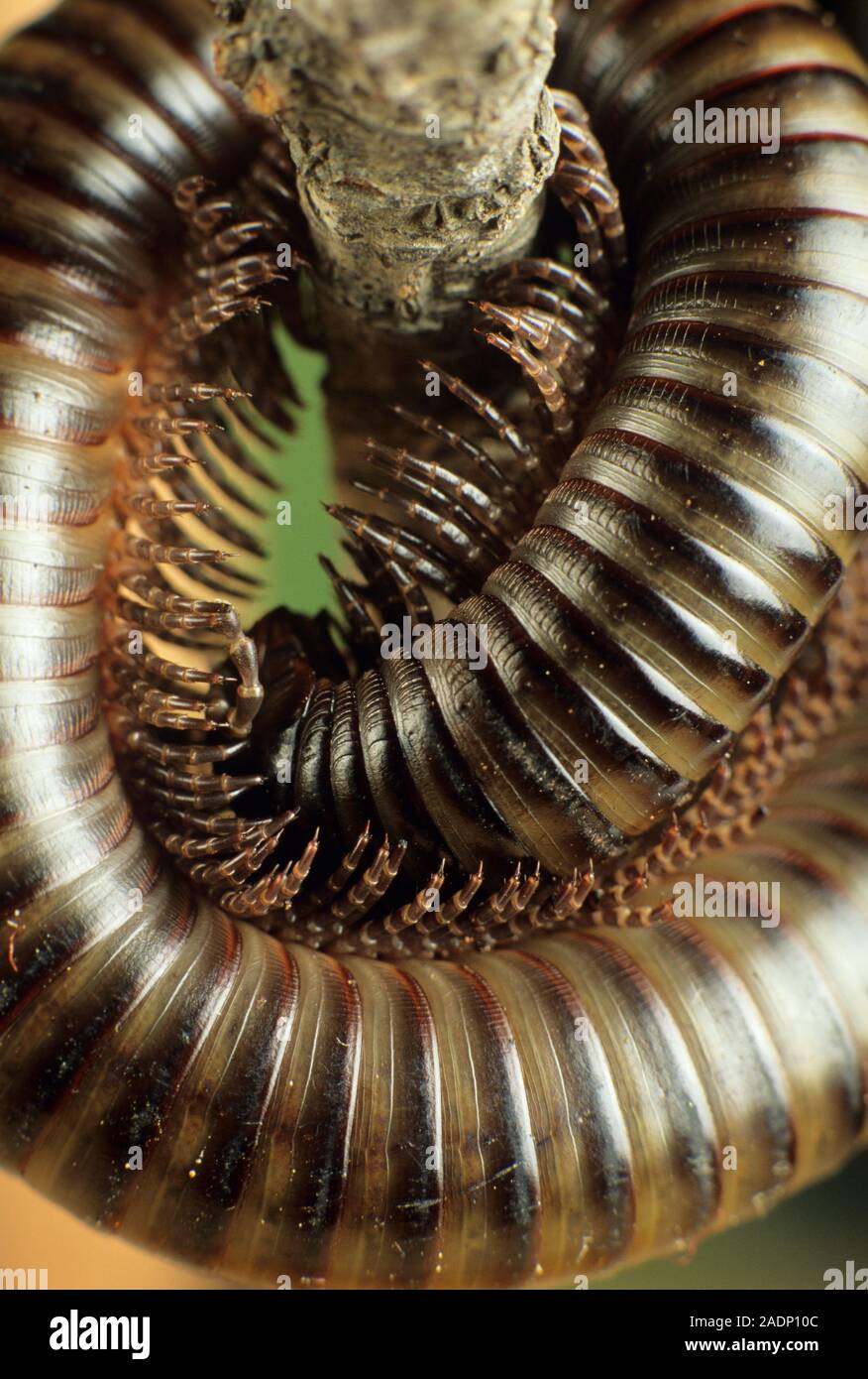 Giant millipede (order Sphaerotheriida). Millipedes derive their name ...