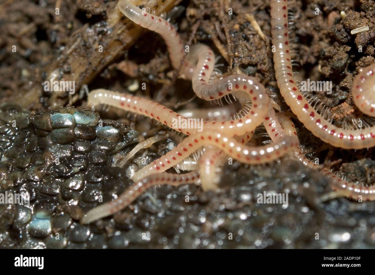 Spotted millipedes (Blaniulus sp.) on moist soil. These millipedes ...