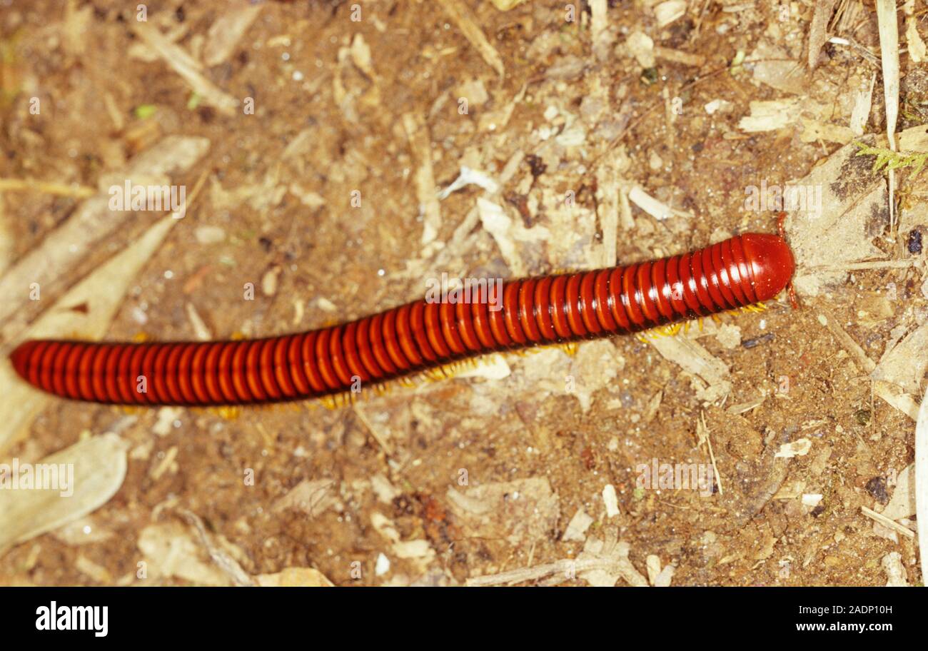 Red millipede (class Diplopoda) crawling across forest floor in ...