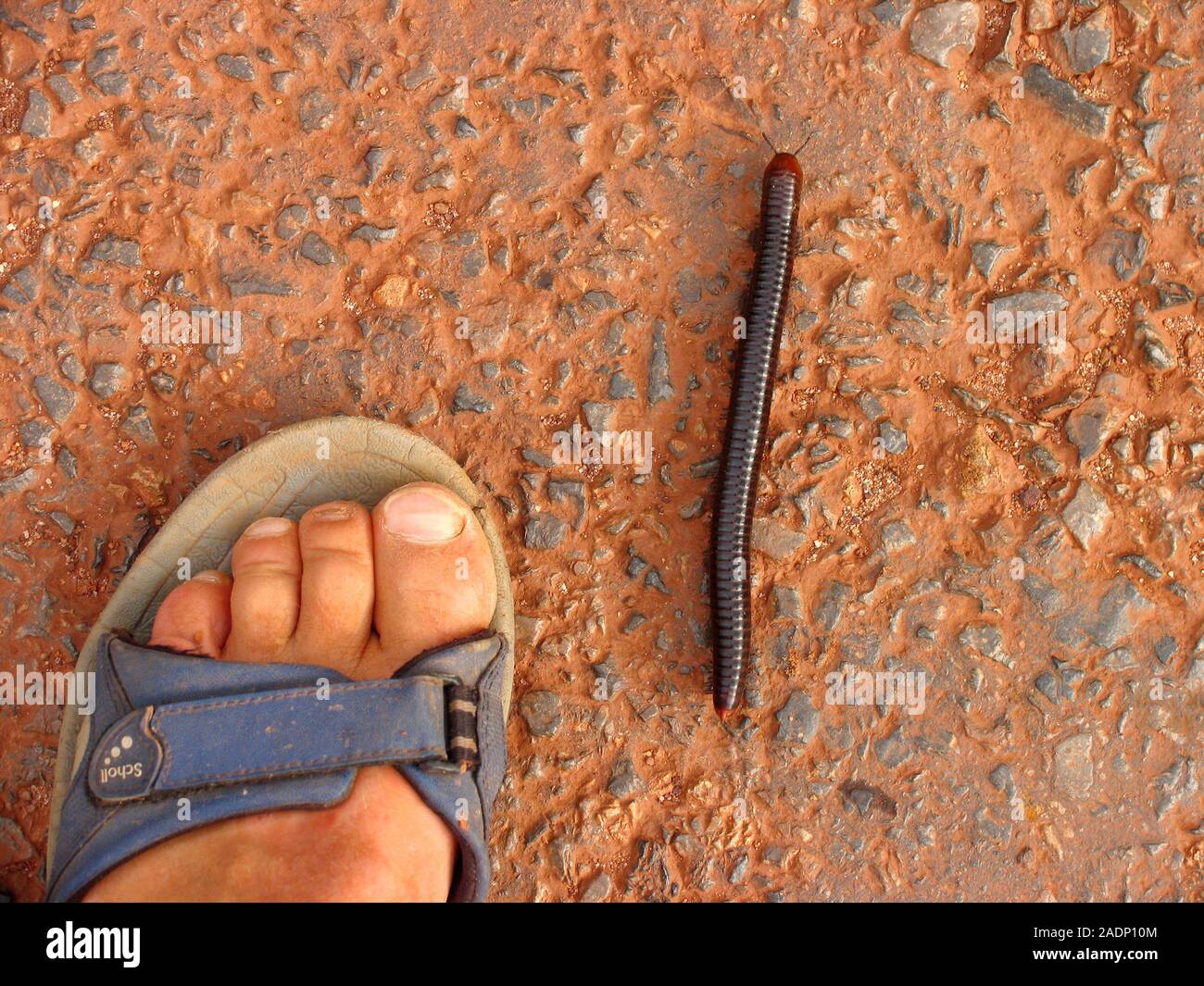 Millipede (Class Diplopoda) crawling next to a human foot. Photographed ...