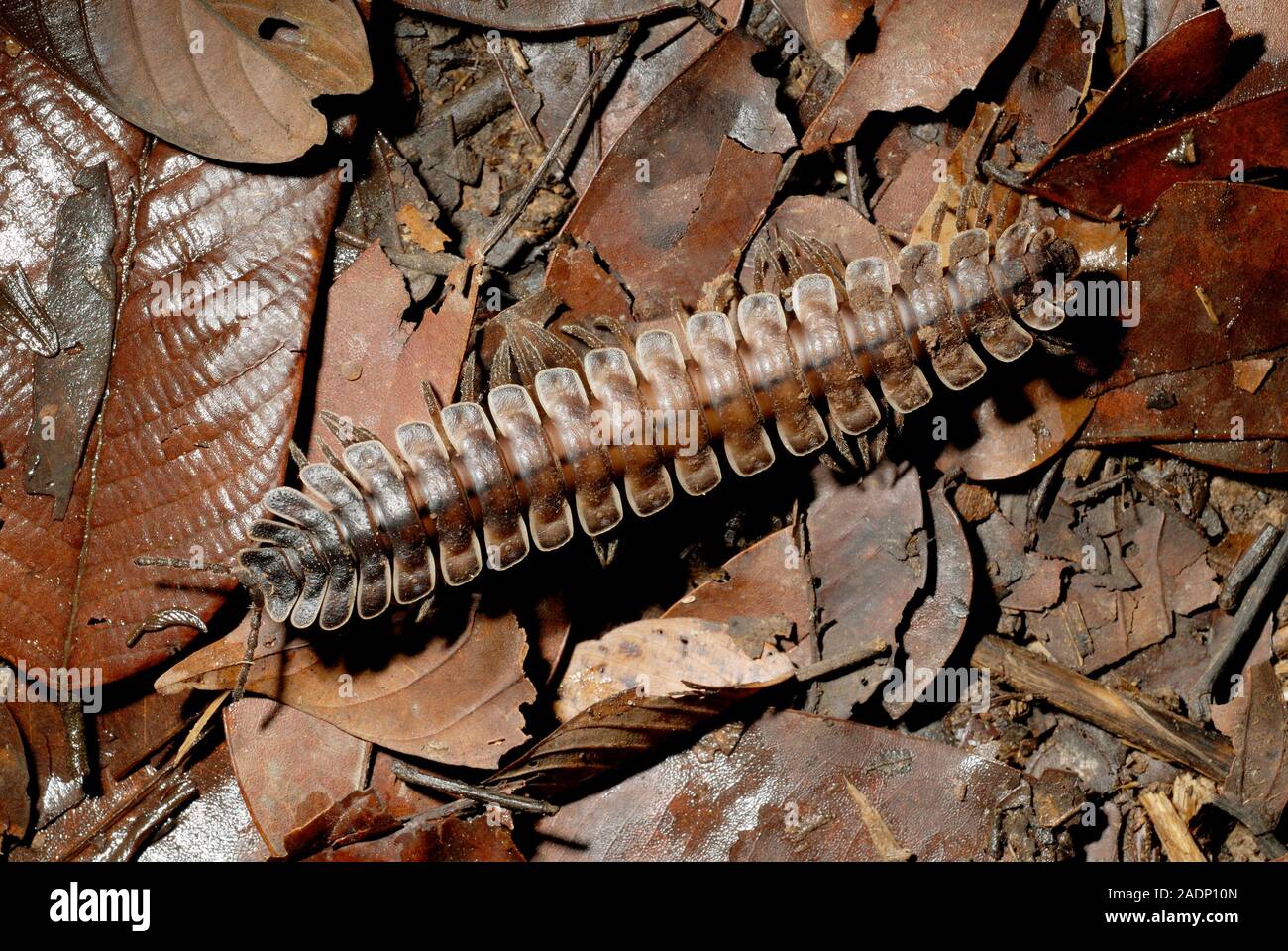 Polydesmid millipede (Family Polydesmidae) amongst fallen leaves on a ...