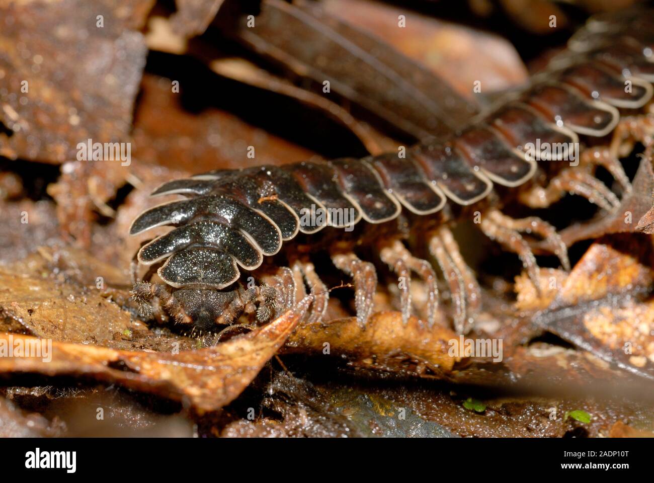 Polydesmid millipede (Family Polydesmidae) eating fallen leaves on a ...