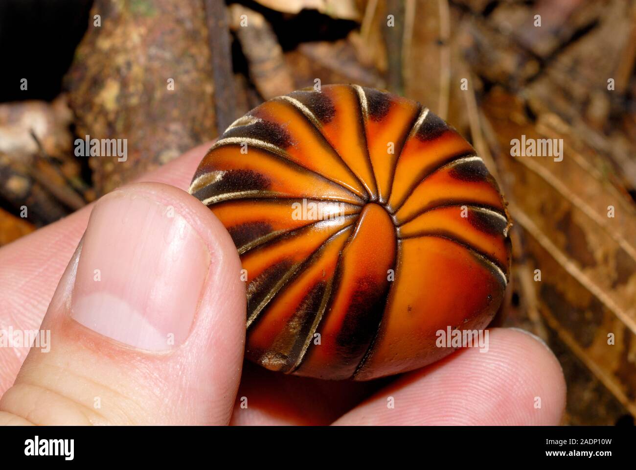 Pill millepede (Order Sphaerotheriida) held between fingers. The ...